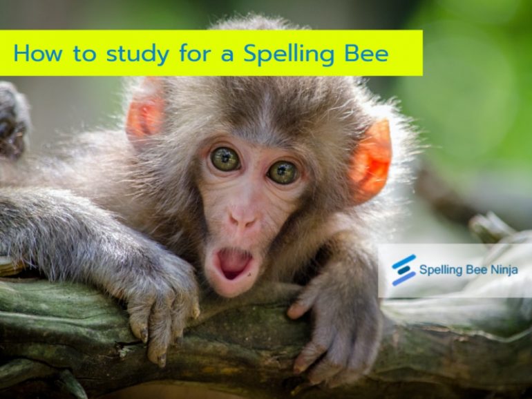 How To Study For A Spelling Bee Spelling Bee Ninja How To Study For A Spelling Bee Spelling Bee Ninja