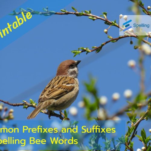 Enhance Your Vocabulary: 100+ Homophones Every Student Should Know